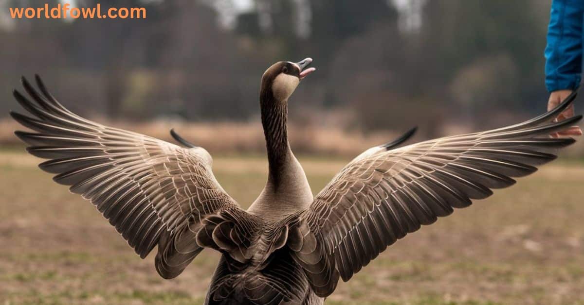 Can Geese Attack Humans? Geese Gone Wild