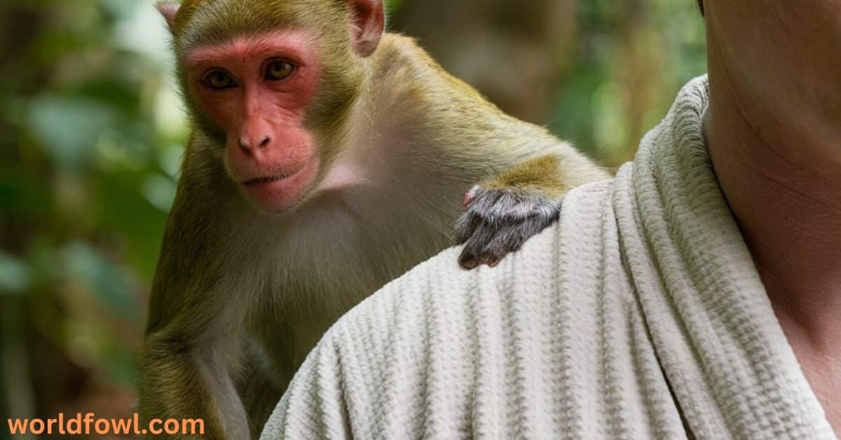 Do Monkeys Attack Humans? The Truth! - World Fowl
