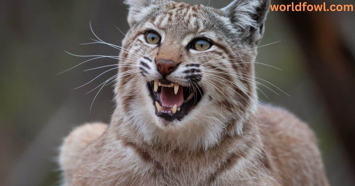 Do Bobcats Attack Humans? Uncovering the Risk!
