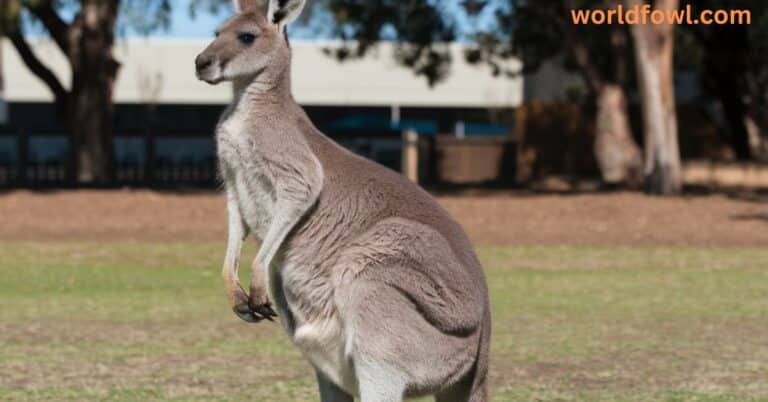 Do Kangaroos Attack Humans?