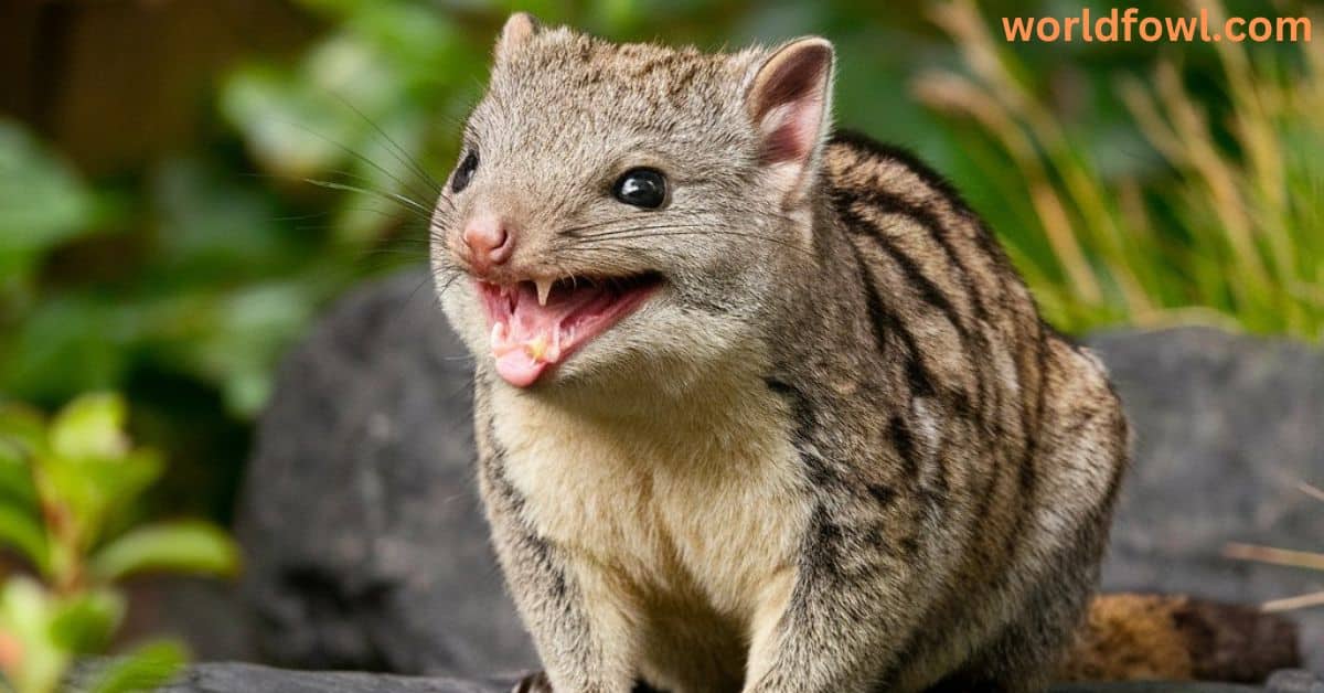 Do Quolls Attack Humans? Silent Predators
