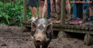 Do Wild Pigs Attack Humans? - World Fowl