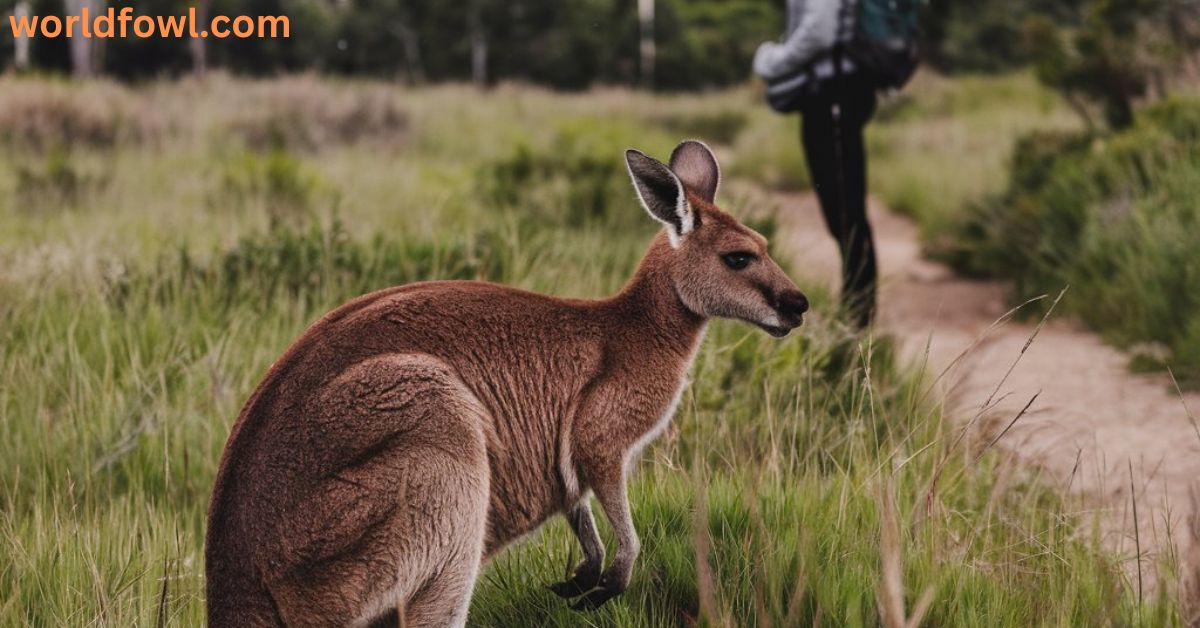 Do Kangaroos Attack Humans?