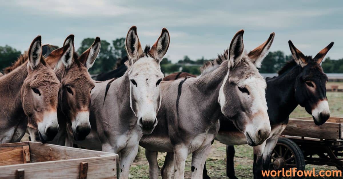 Do Donkeys Attack Humans? Myths, Facts!