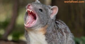 Do Quolls Attack Humans? Silent Predators