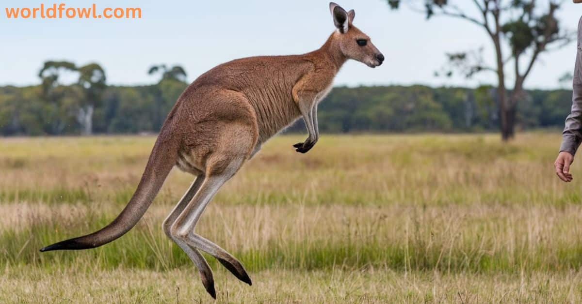 Do Kangaroos Attack Humans?